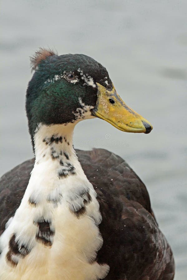 Duck stock image. Image of duck, fowl, mottled, black - 51220529