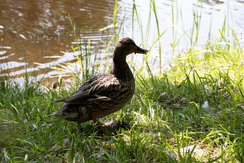 Duck in the Shadow Side View Stock Image - Image of side, family: 156728055