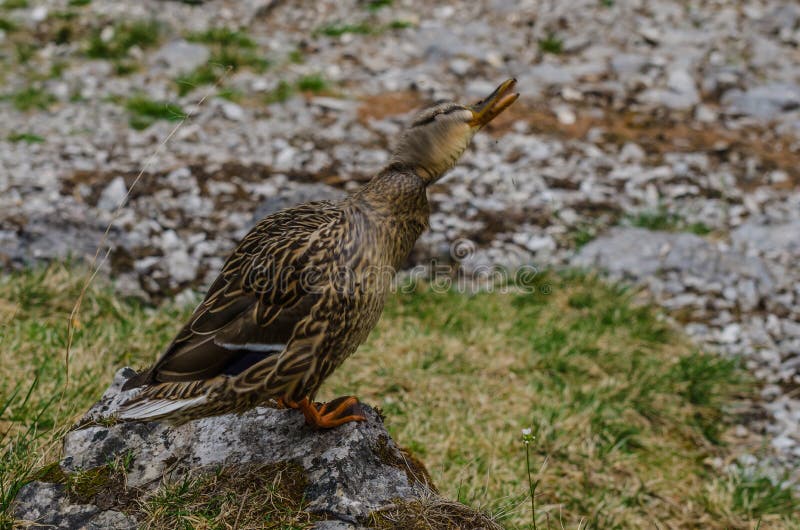 Duck shakes his head stock photo. Image of duckling, loving - 75768136