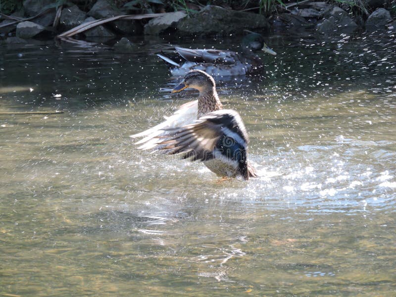 Duck shaking off the water stock image. Image of days - 80817361