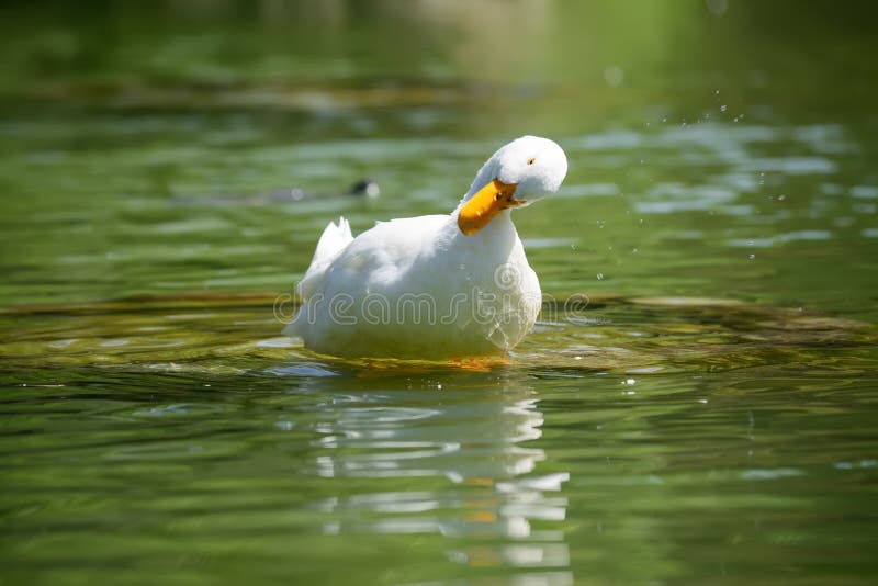 Duck shaking stock image. Image of females, duck, beak - 44878195