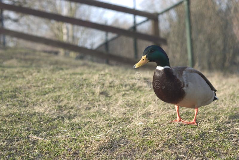 Duck Shallow Depth Picture. Image: 540818