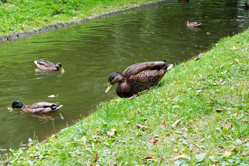 Duck on Shore of Reservoir in Summer Stock Image - Image of wild, green ...