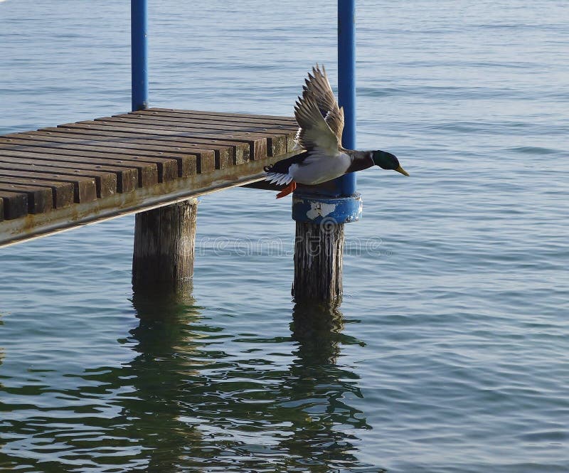 Diving duck stock photo. Image of river, duck, flight - 34854002