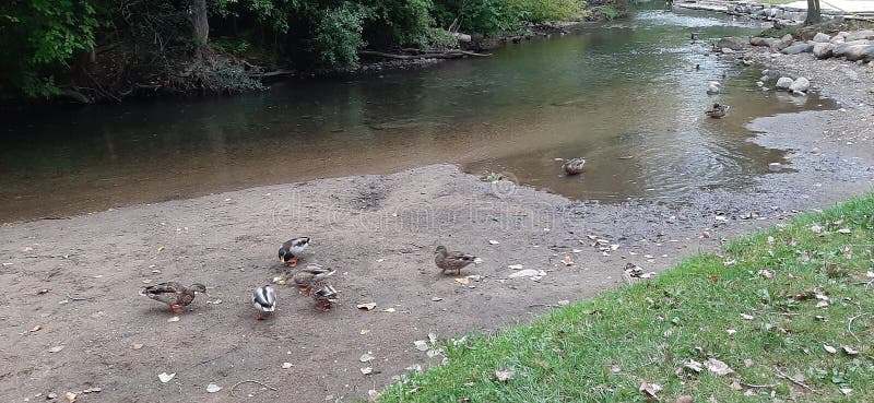 Duck in the shower stock photo. Image of waterfowl, bird - 260232410