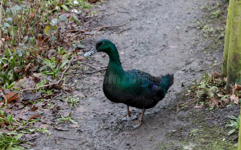 Duck side on stock photo. Image of nature, water, animal - 106813034