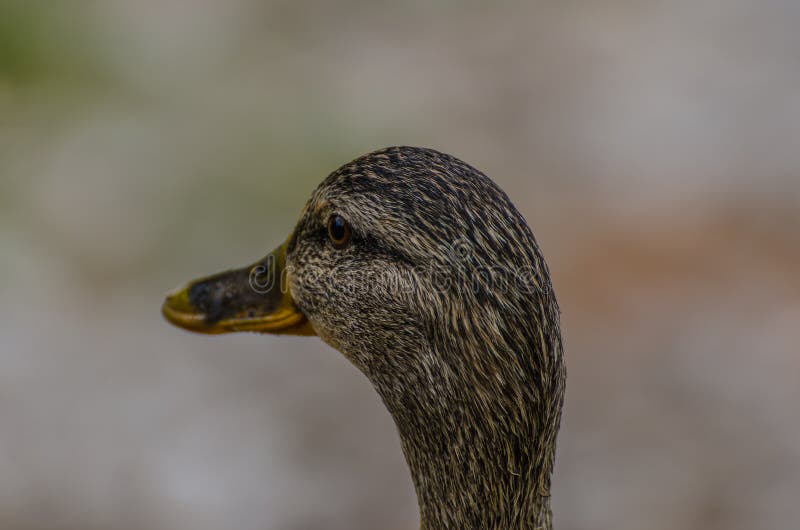 Duck in side view stock image. Image of animal, water - 75768123
