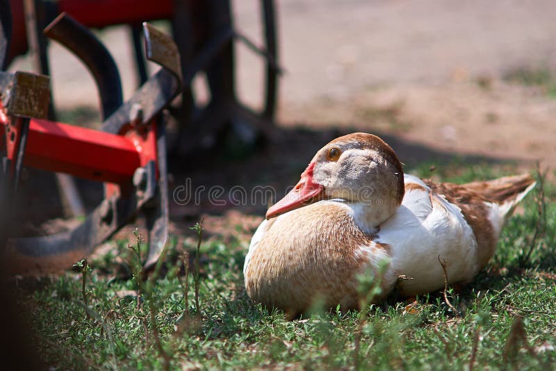 The Duck Sits on the Ground and Warms Up Under the Sun Stock Photo ...