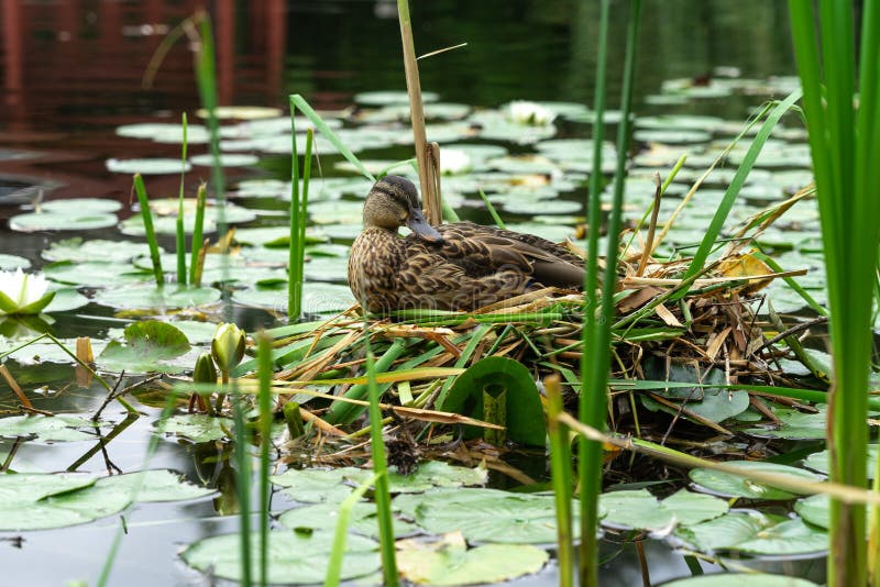 A duck sits on a nest stock photo. Image of beak, birdwatching - 268413414