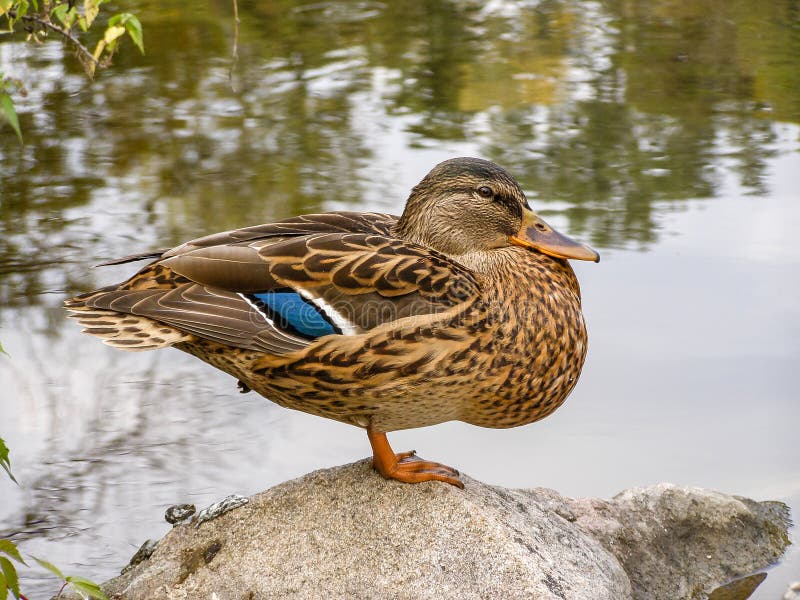 Duck sits on a rock stock photo. Image of baby, beauty - 89530304
