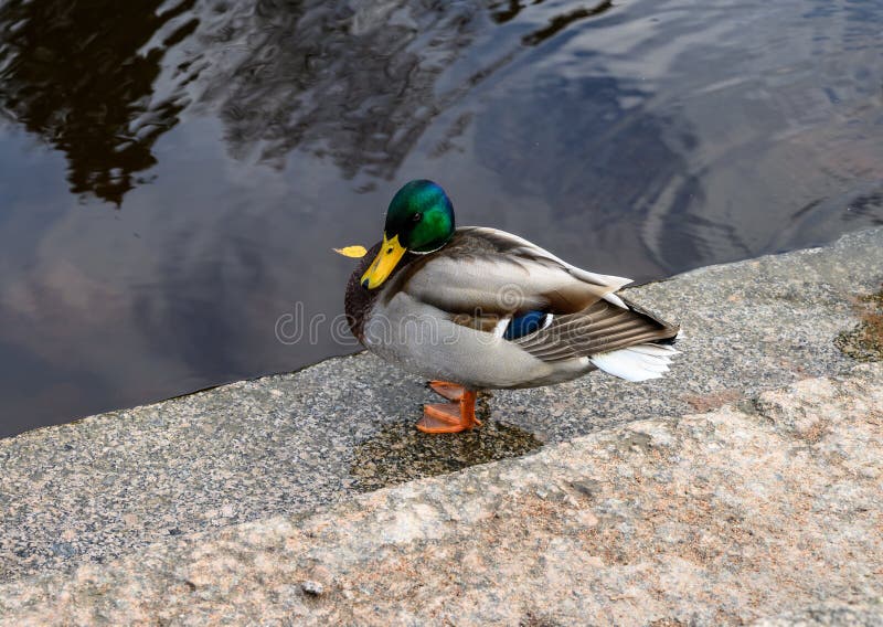 Beautiful Duck. the Duck Sits by the Water on the Steps. Stock Photo ...