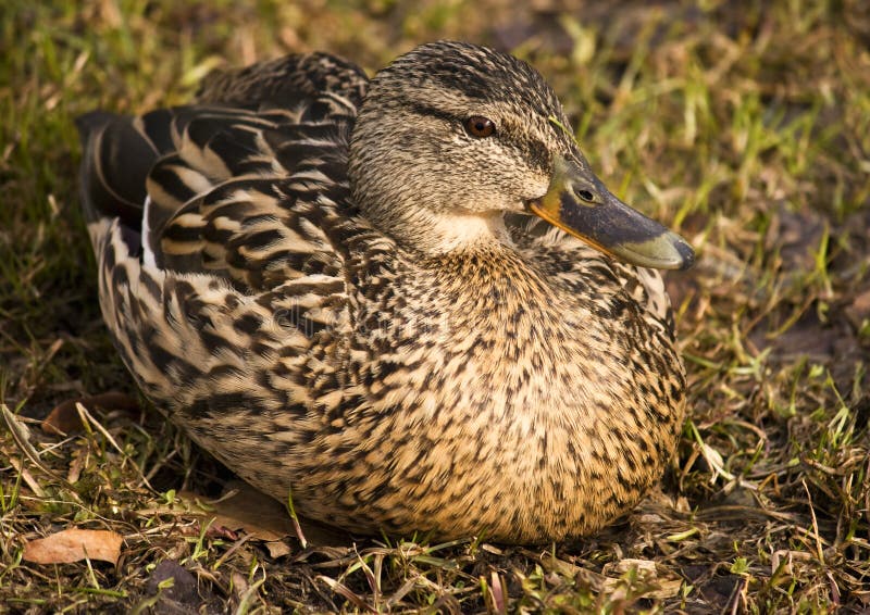 Duck sitting stock photo. Image of orange, green, freshwater - 9206970
