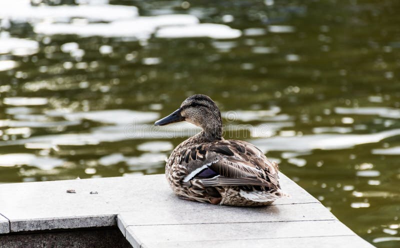 Duck Sitting on the Edge of a Water Stock Image - Image of avian ...