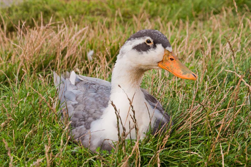 Duck sitting in the grass stock photo. Image of domestic - 157048506
