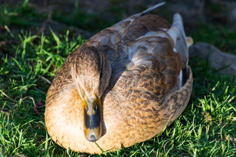 Duck Sitting on the Meadow beside the Stream and Resting Stock Photo ...