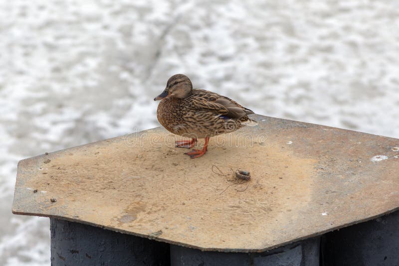 Duck Sitting on a Metal Pole Stock Image - Image of duck, pole: 143670389