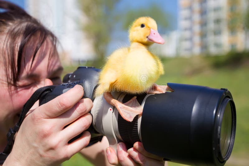 A Duck is Sitting on a Professional Camera Lens. Stock Image - Image of ...