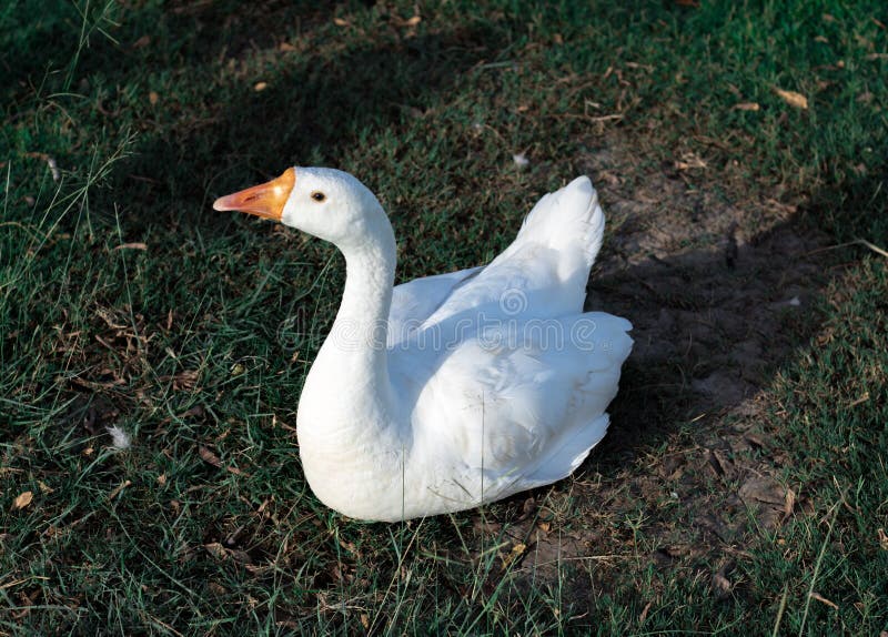 Duck Sitting in Relaxed Position on Greenery Stock Photo - Image of ...