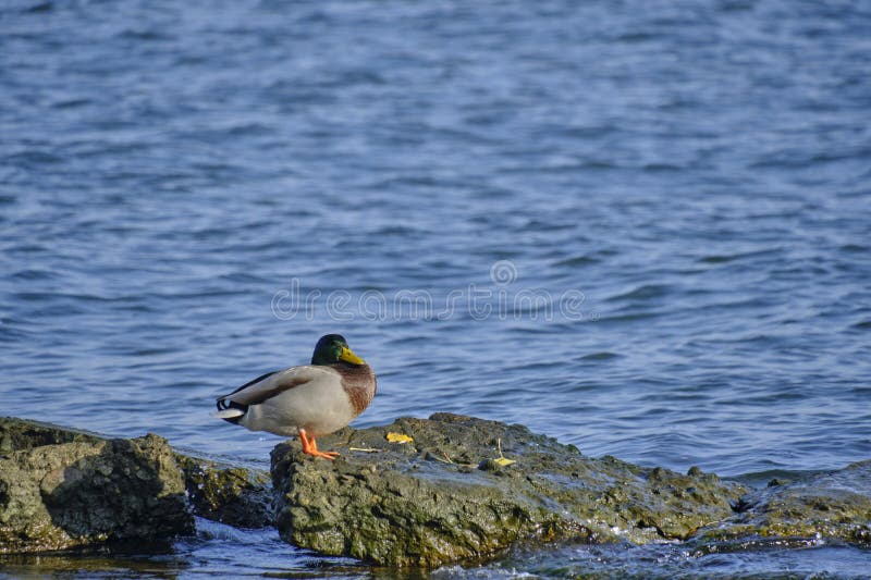 Duck is Sitting Stone Seashore Basking Sun. Stock Image - Image of ...