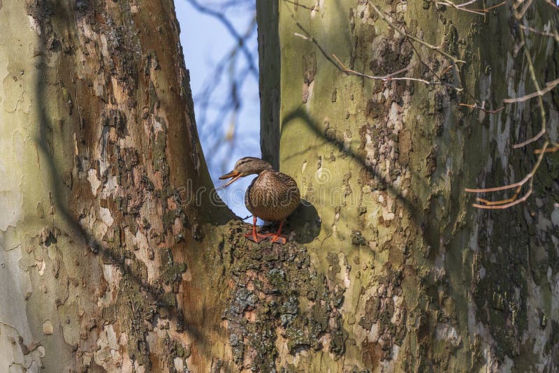 Duck sitting stock photo. Image of mallard, environment - 178430416