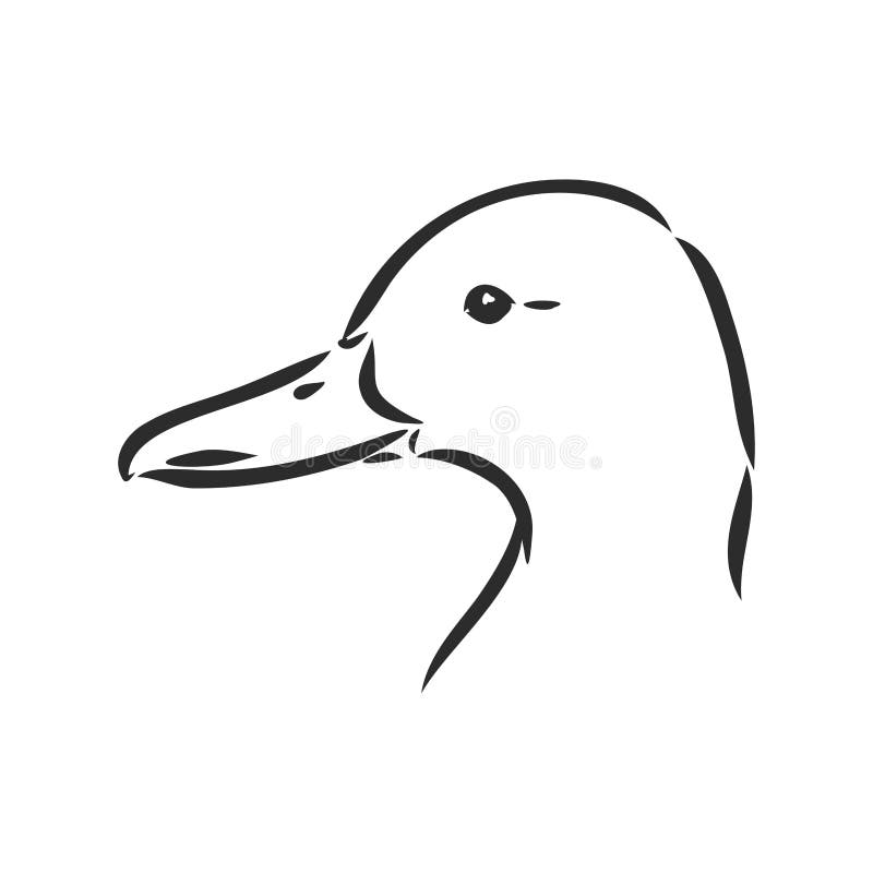 Duck Sketch Vector Illustration,isolated on White Background,animals ...