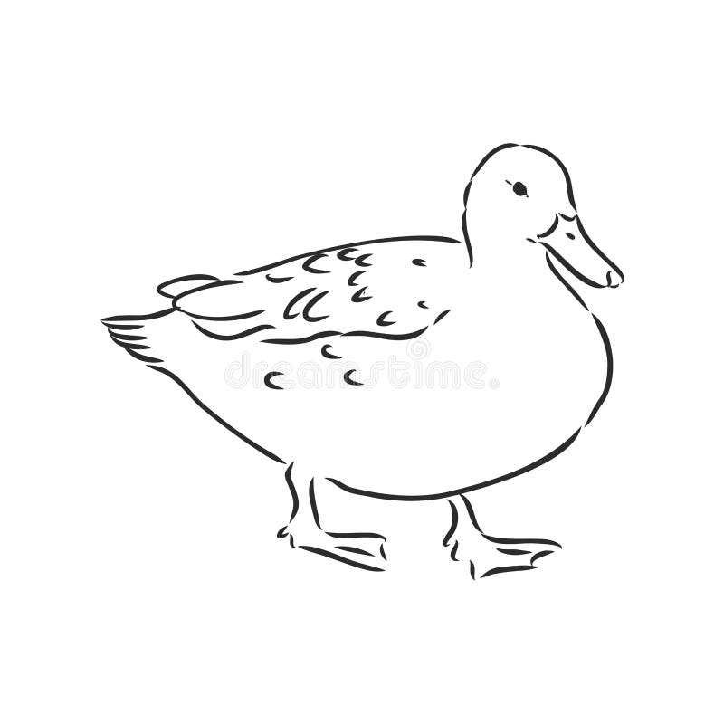 Duck Sketch Vector Illustration,isolated on White Background,animals ...