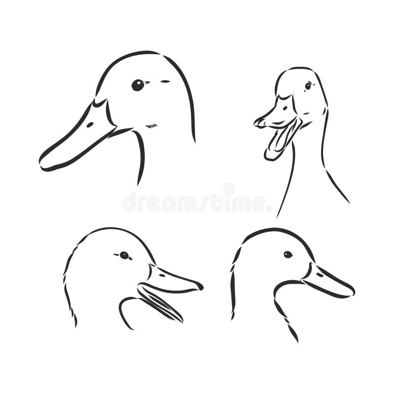 Duck Sketch Vector Illustration,isolated on White Background,animals ...