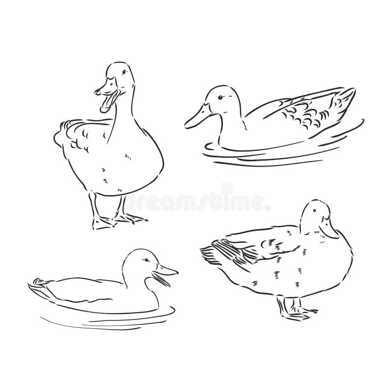 Duck Sketch Vector Illustration,isolated on White Background,animals ...