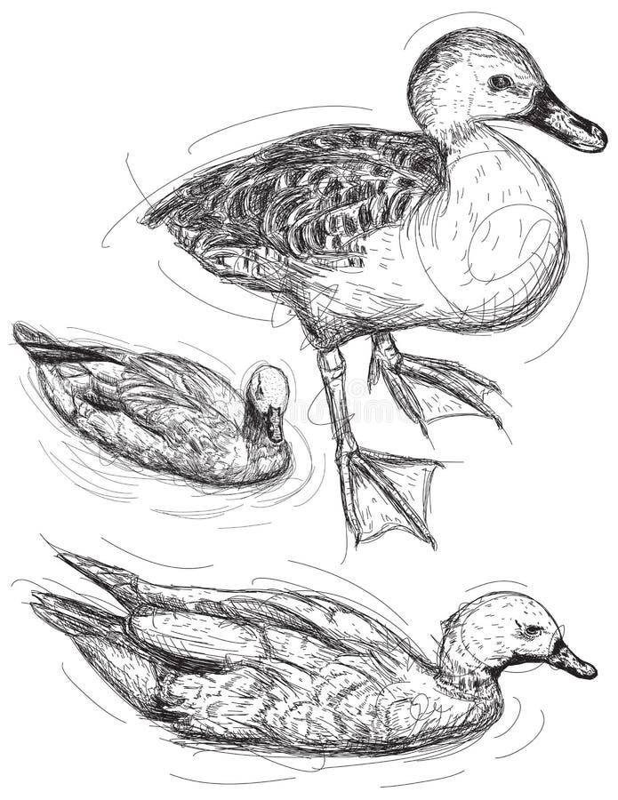 Duck sketches stock vector. Illustration of water, drawing - 51695154