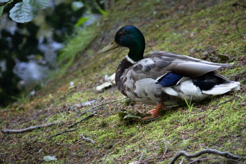 Duck Sliding Downhill Alone Looking Forward Stock Image - Image of ...