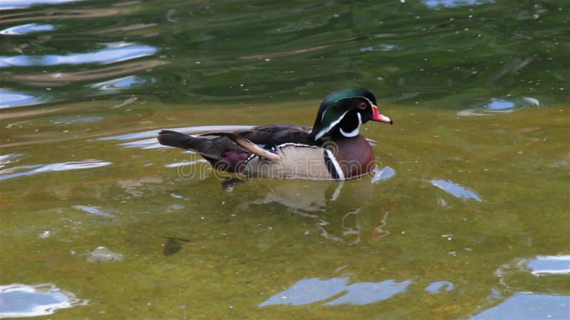 Duck Slowly Paddling in a Circle Stock Video - Video of paddling ...
