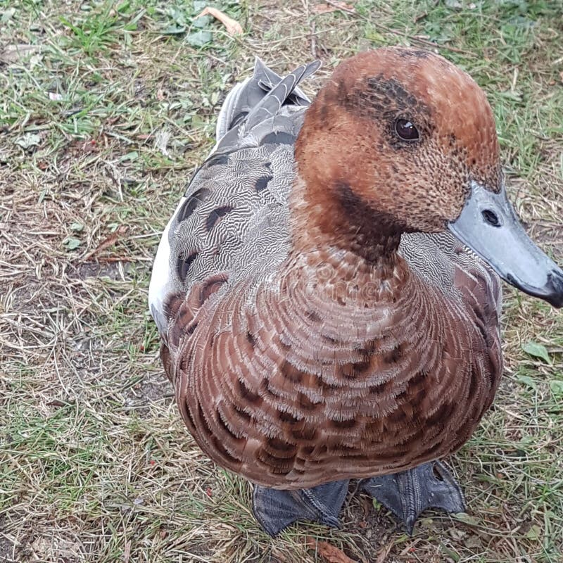 Duck stock image. Image of duckling, duck, brownduck - 97051967
