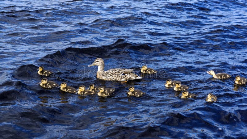 Duck with small ducklings stock photo. Image of bird - 54895332