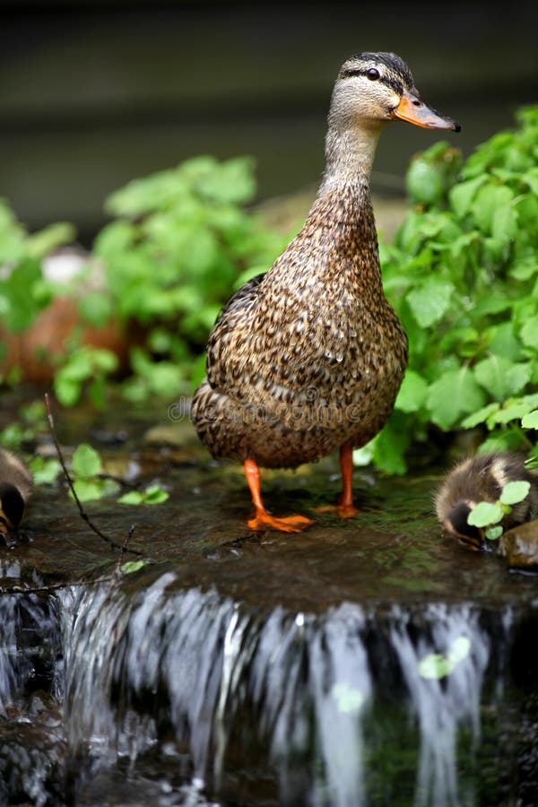Duck and small water fall stock image. Image of animal - 28541731