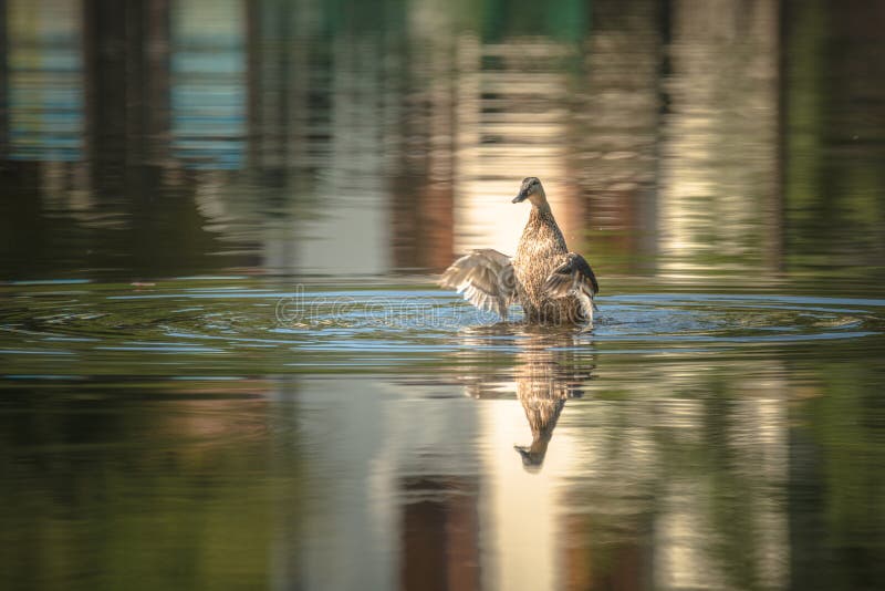 Duck Snorts Stock Photos - Free & Royalty-Free Stock Photos from Dreamstime