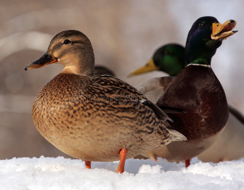 Duck on snow stock image. Image of snow, motion, feather - 4249151