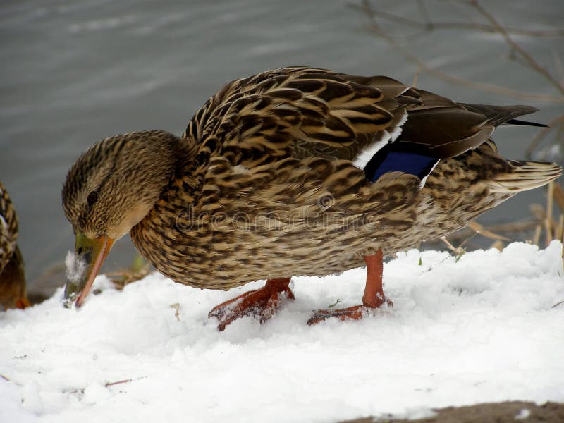 Duck in snow stock image. Image of winter, walking, snow - 67615621