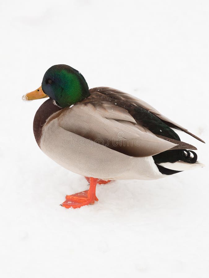 Duck in the snow stock photo. Image of wilderness, view - 54950628