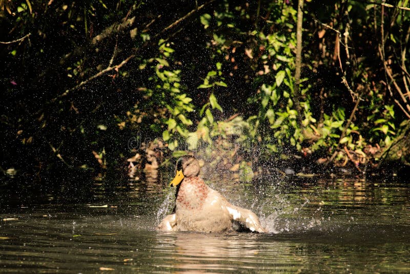 Duck splashing in a pond stock image. Image of splash - 335423267