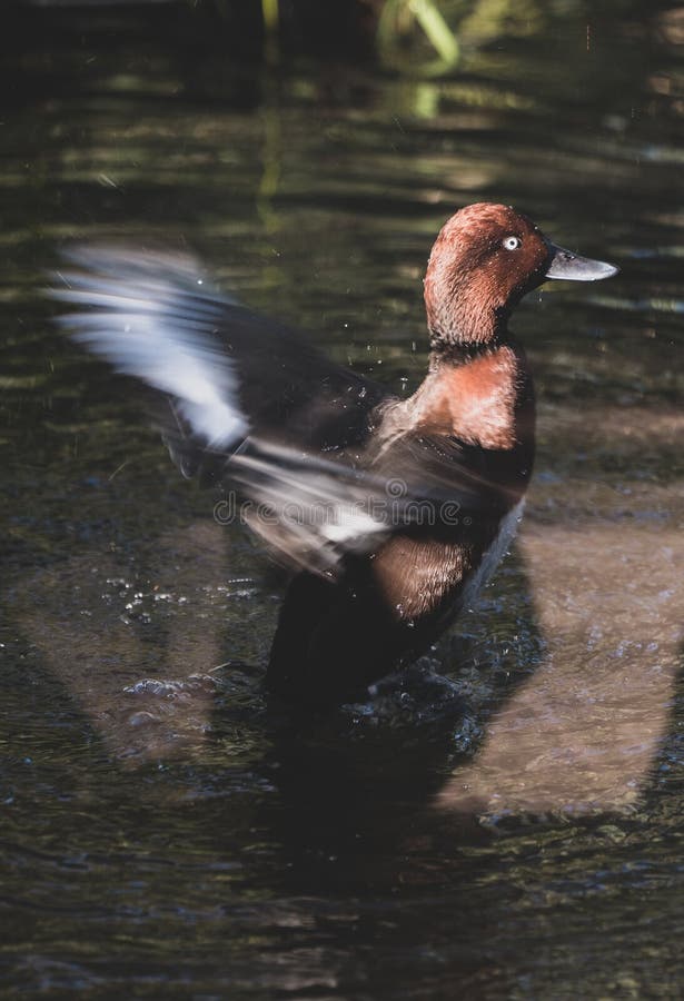 Duck splashing water stock photo. Image of bird, splash - 236790760