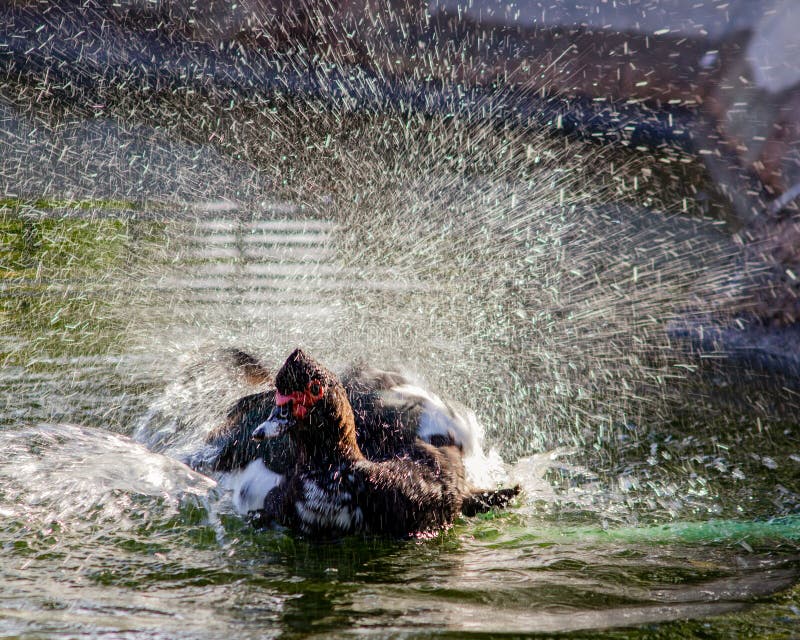 Duck Splashing Water while Moving Stock Photo - Image of splashing ...