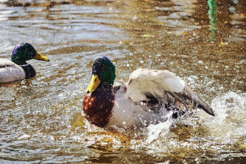 Duck Splashing Water in Pond Stock Image - Image of animal, outdoors ...