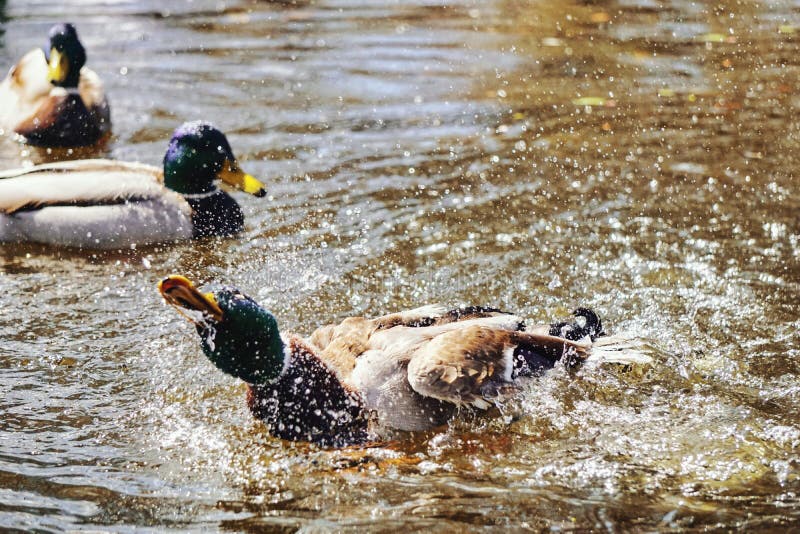 Duck Splashing Water in Pond Stock Image - Image of outdoors, swimming ...