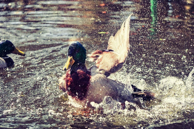 Duck Splashing Water in Pond Stock Image - Image of water, wildlife ...