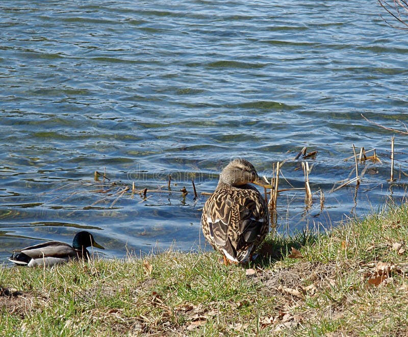 Duck in the Spring Sunshine. Stock Photo - Image of light, environment ...