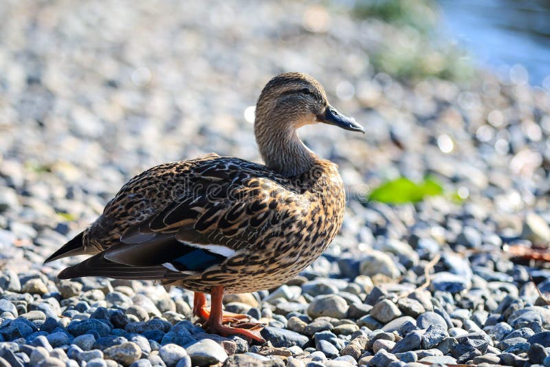 Duck stand on the beach stock image. Image of stand, drake - 45422267