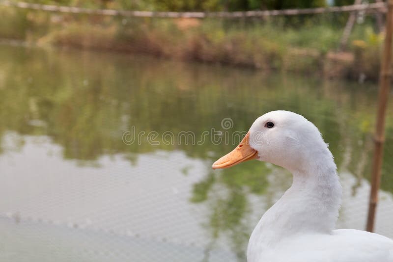 Duck stand near the pond stock image. Image of light - 142740273
