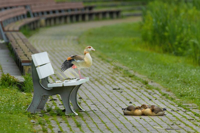 A Duck is Standing on a Bench Next To a Baby Duck Stock Image - Image ...
