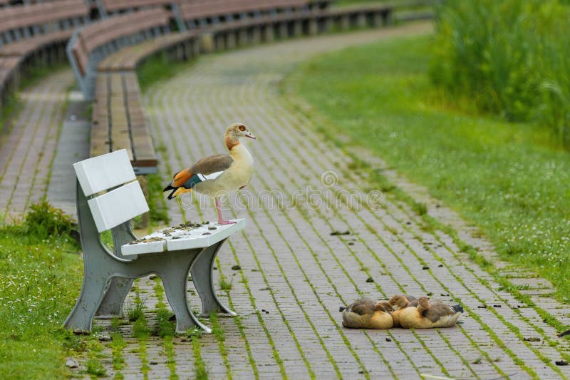 A Duck is Standing on a Bench Next To a Baby Duck Stock Photo - Image ...