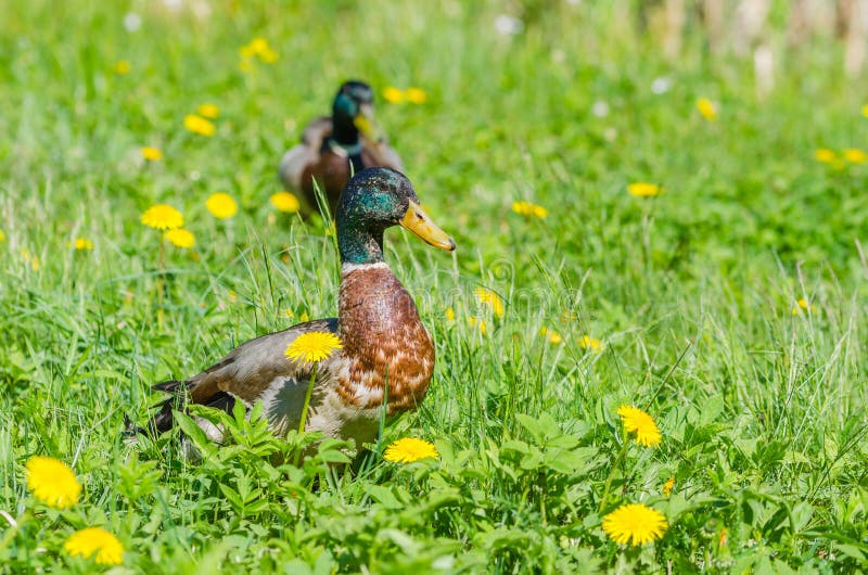 Duck Standing in a Field of Dandelions Stock Photo - Image of mouth ...